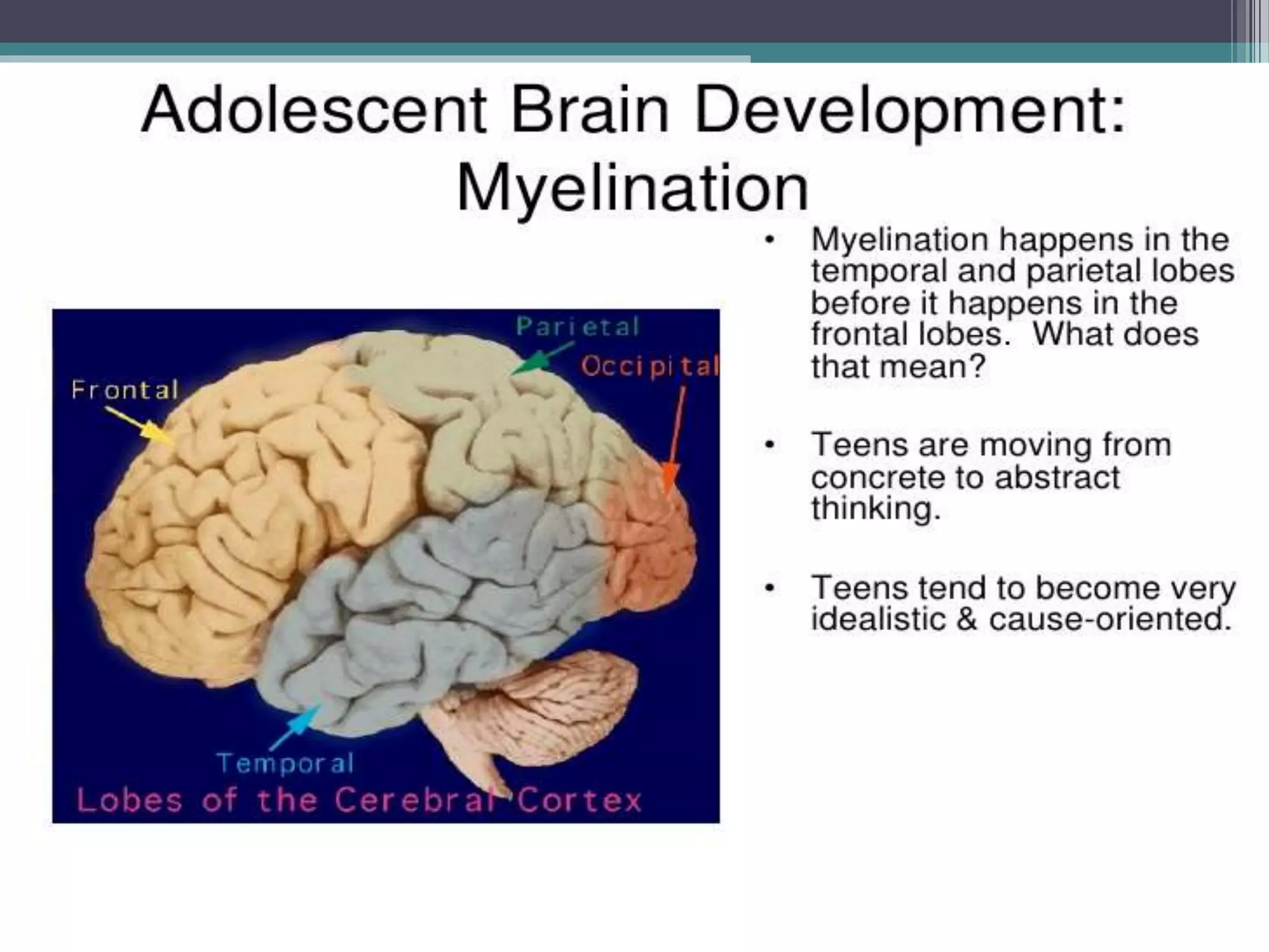 Education 1 : Brain development | PPTX