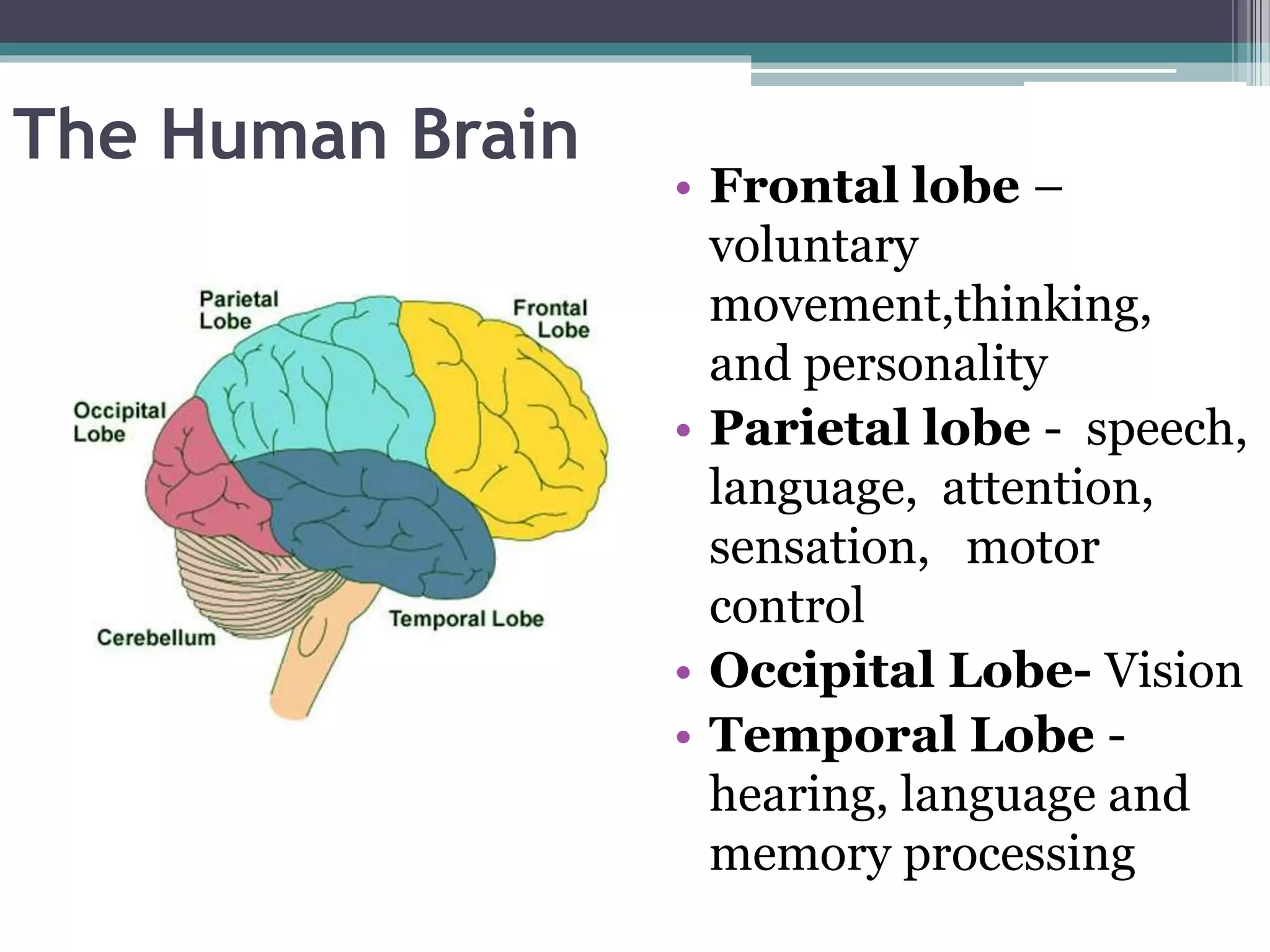 Education 1 : Brain development | PPTX