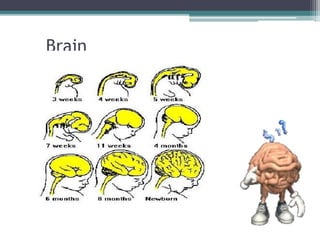 Education 1 : Brain development | PPTX
