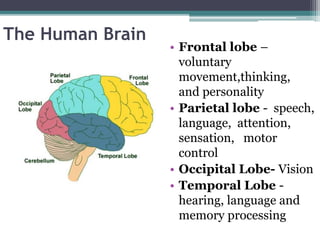 Education 1 : Brain development | PPTX