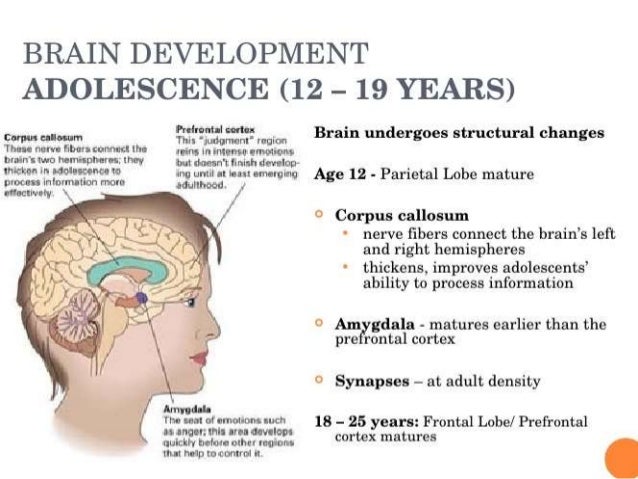 Education 1 : Brain development
