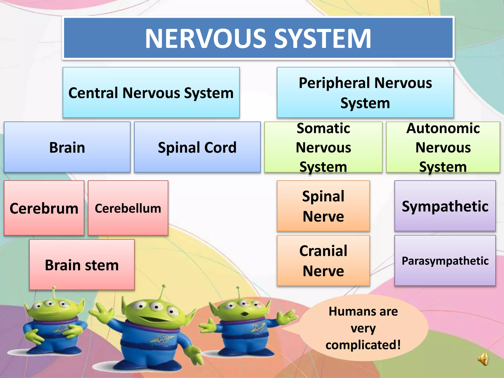The Coordinated Function of Nervous System | PPTX