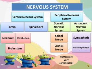 The Coordinated Function of Nervous System | PPTX