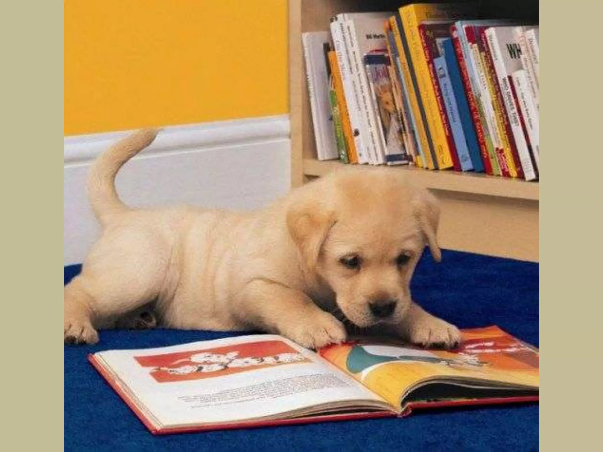 Educated Animals who are still hungry for knowledge | PPTX