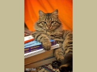 Educated Animals who are still hungry for knowledge | PPT