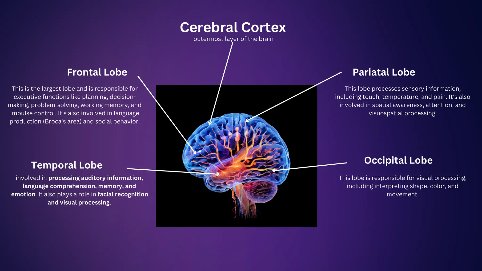 THEORIES OF COGNITIVE DELOPMENT WITH HUMAN BRAIN FUNCTIONS IN COGNITION ...