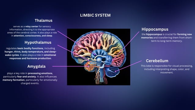 THEORIES OF COGNITIVE DELOPMENT WITH HUMAN BRAIN FUNCTIONS IN COGNITION ...