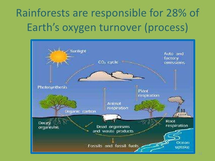 Education 6305 rainforest