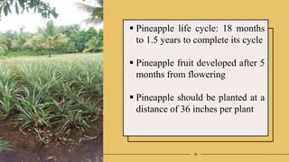 Educational-Farms-Tour-at-different-Fruit-Farms-in.pptx