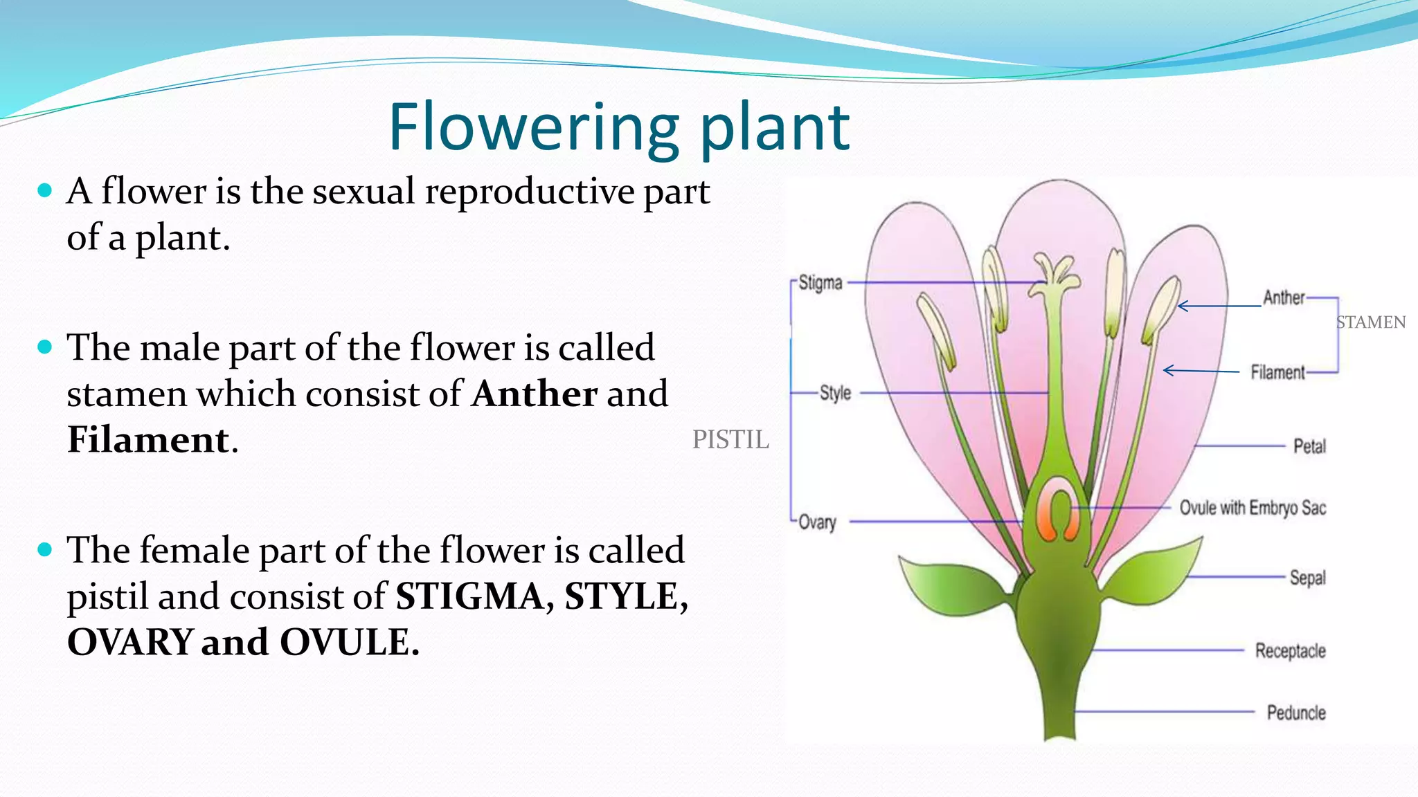 life cycle of a flowering plant | PPTX