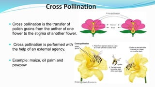 life cycle of a flowering plant | PPTX