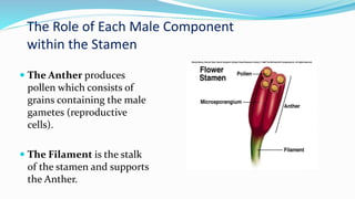 life cycle of a flowering plant | PPTX