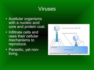Microbio2 | PPT