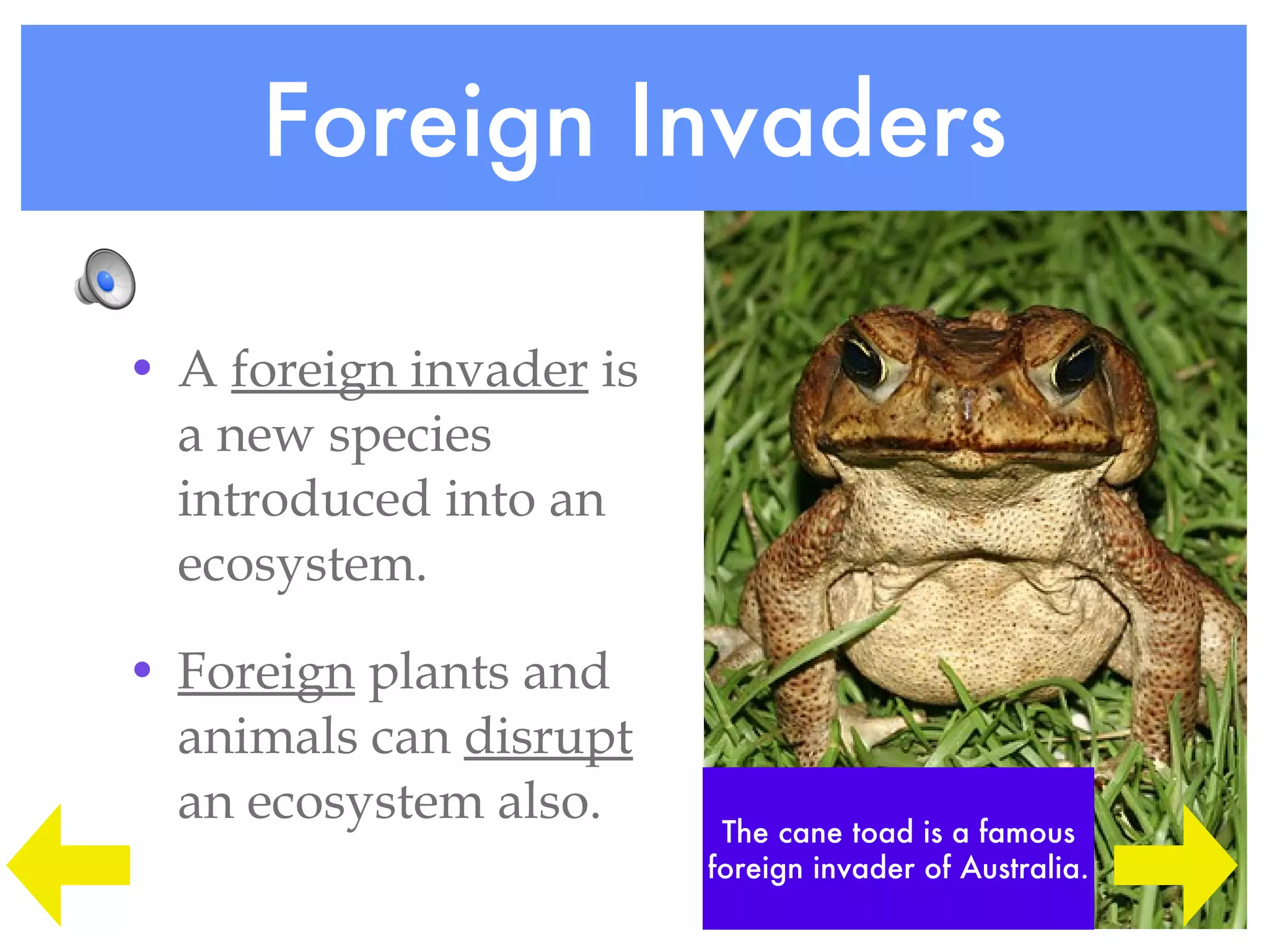 Edu 290 Ecosystem Lesson | PPT