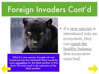 Edu 290 Ecosystem Lesson | PPT