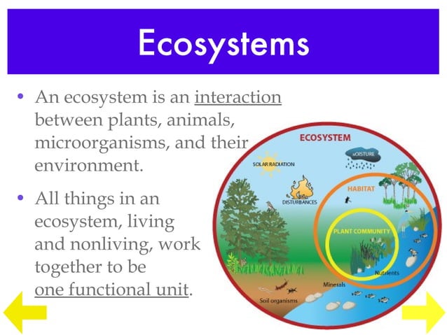 Edu 290 Ecosystem Lesson | PPT