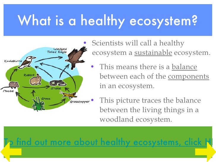 Edu 290 Ecosystem Lesson