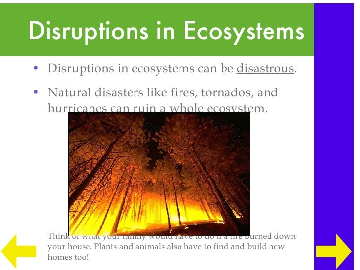 Edu 290 Ecosystem Lesson