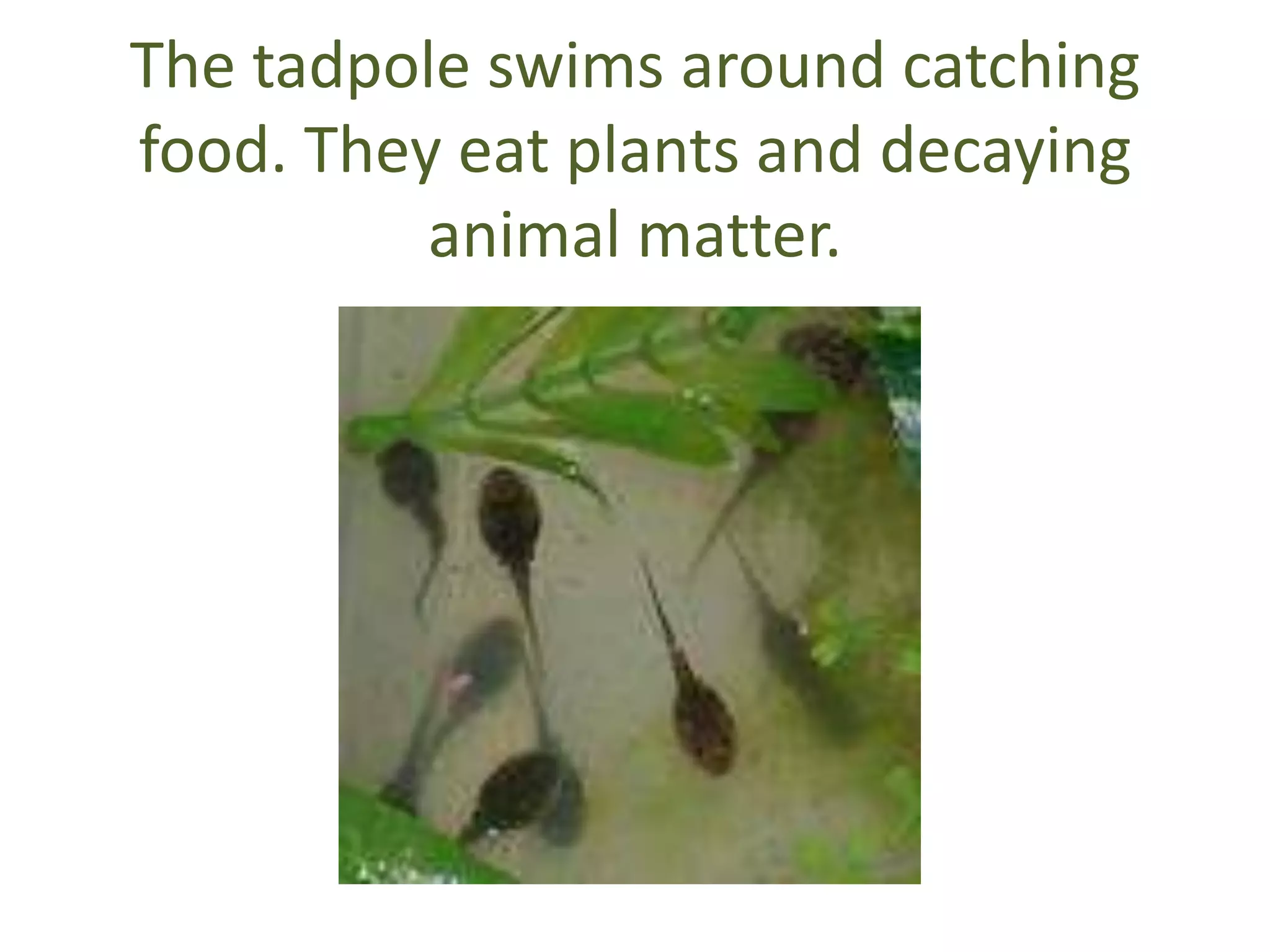 Eduu 551 powerpoint | PPTX