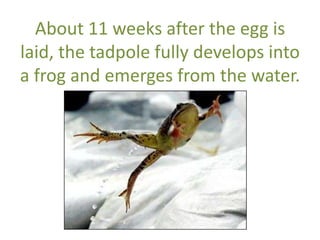 Eduu 551 powerpoint | PPTX