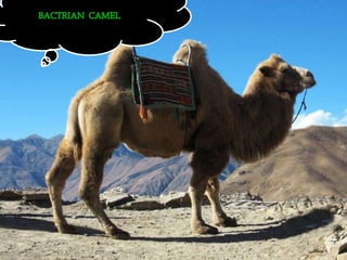 Camels | PPTX | Cats | Pets