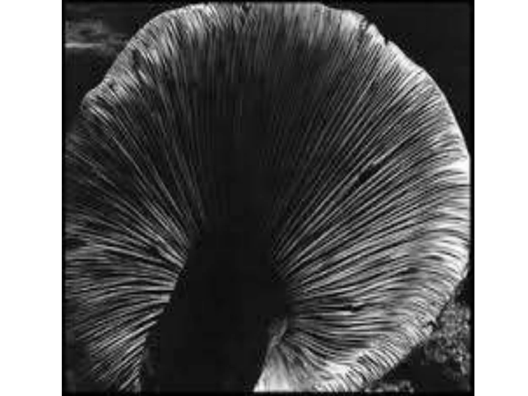 Edward weston fotografia | PPTX