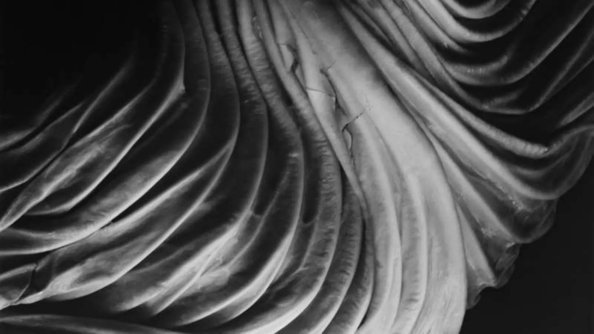 Edward weston art history- new | PPT