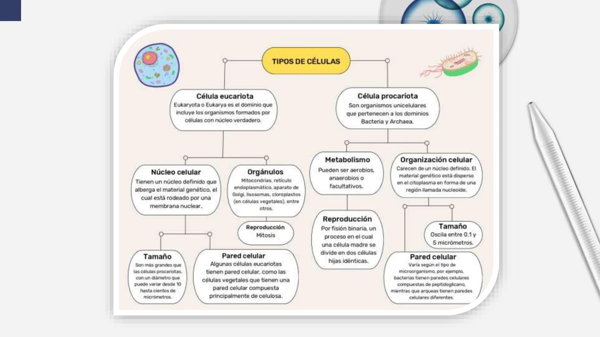 Mapa conceptual sobre las células y sus estructuras | PPTX