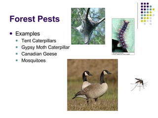 Chapter 5 Notes: Pest Managment | PPT | Agriculture | Industries