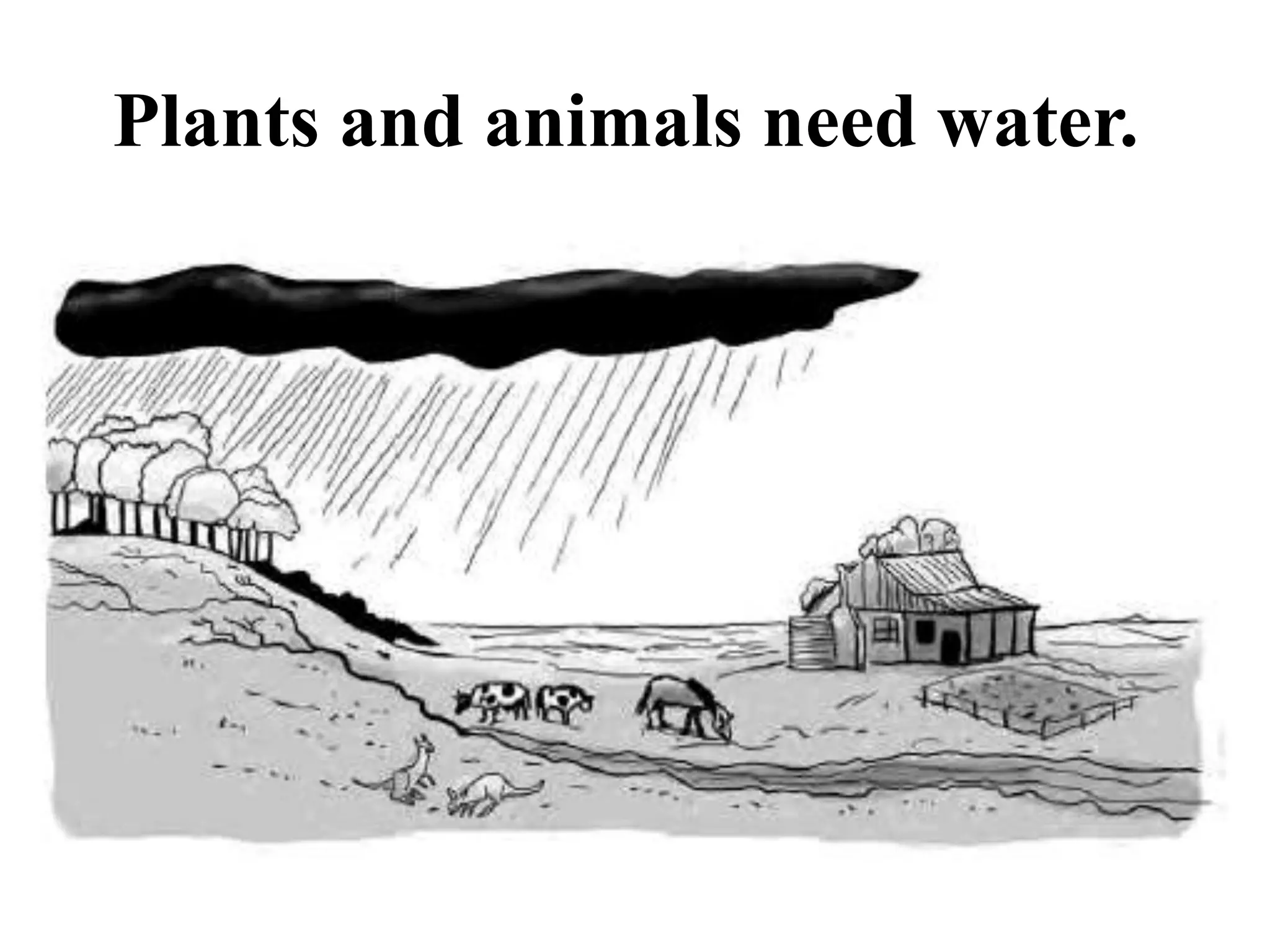 Importance of water | PPTX