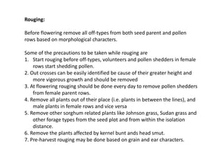 Hybrid seed production of sorghum crop. | PPTX