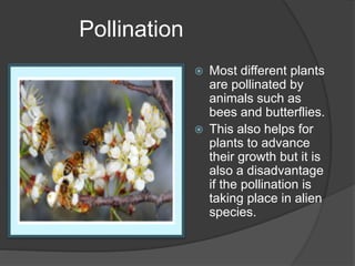 Biodiversity in ecosystems | PPTX