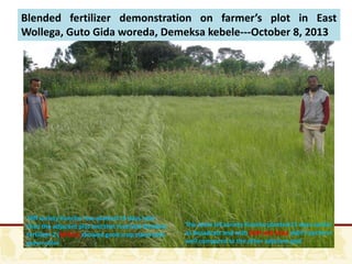 Digital Soil Mapping: soil fertility status and fertilizer ...
