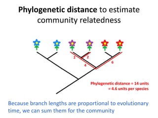 EEB 321 Community Ecology: phylogenetics lecture | PPTX | Biological ...