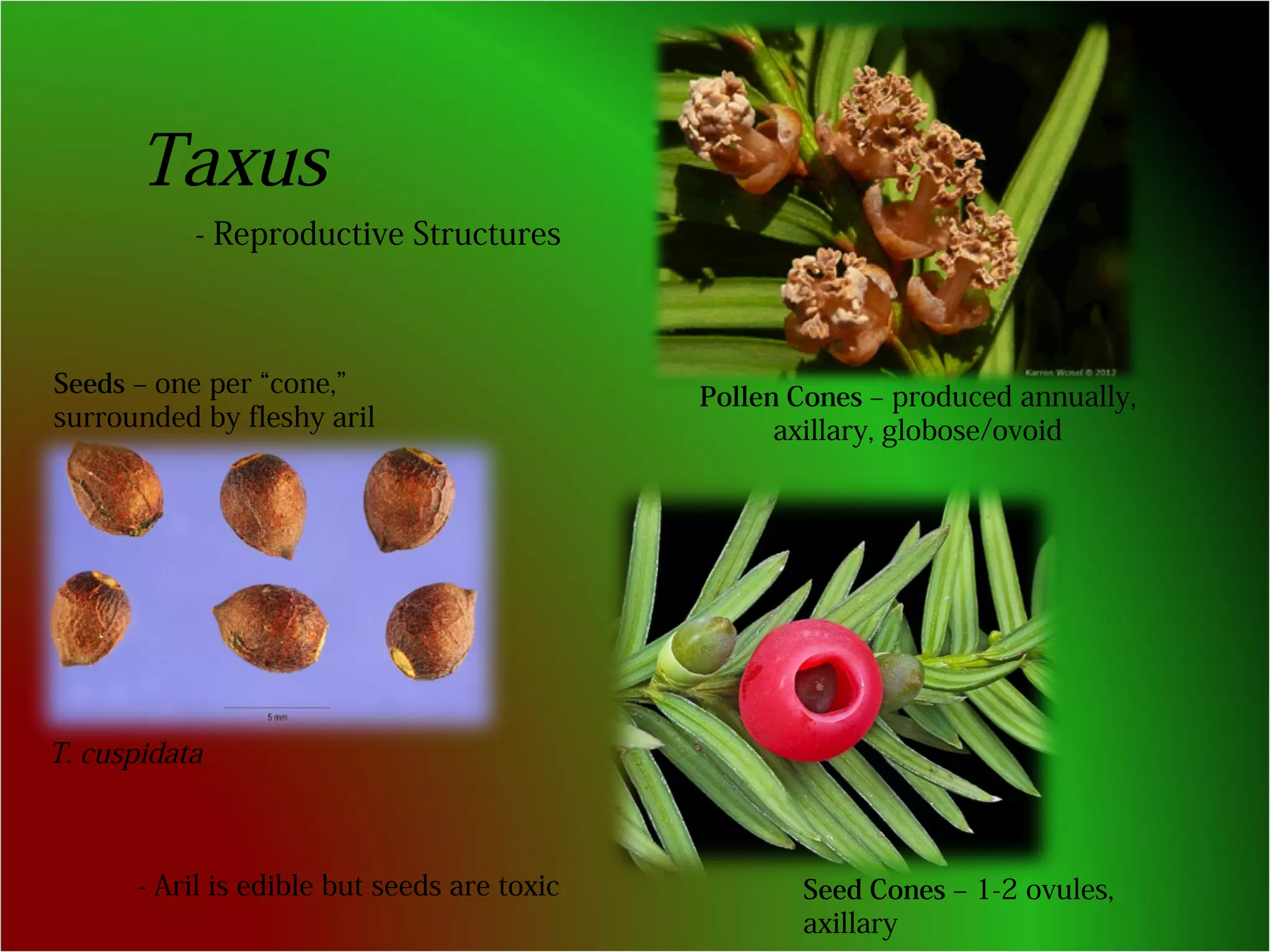 T. brevifolia 2 | PPT