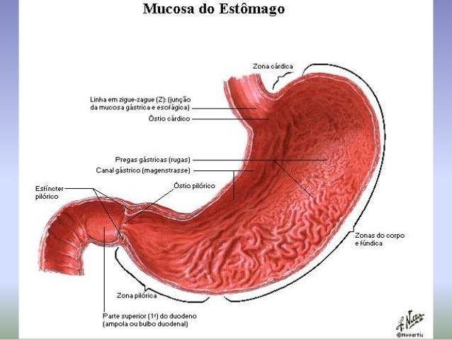 EED - Seriografia do Esôfago Estomago e Duodeno
