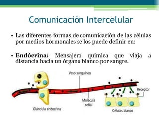 Fisióloga del sistema endocrino. | PPTX