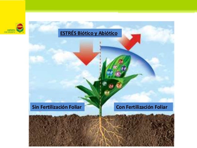 Fertilización Foliar Bluefeed Papaya