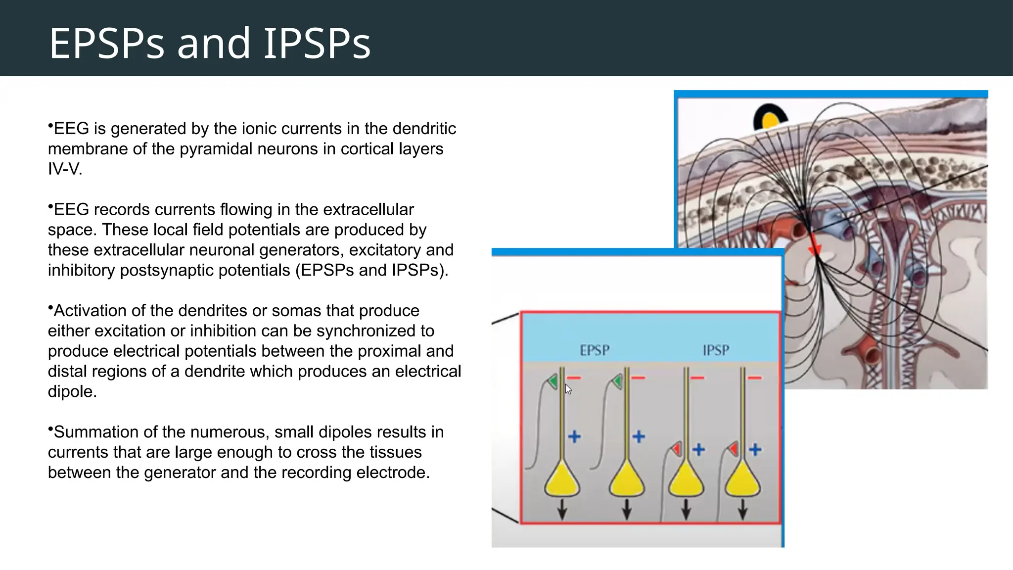 EEG Basics for Beginners with pictures and tex | PPTX