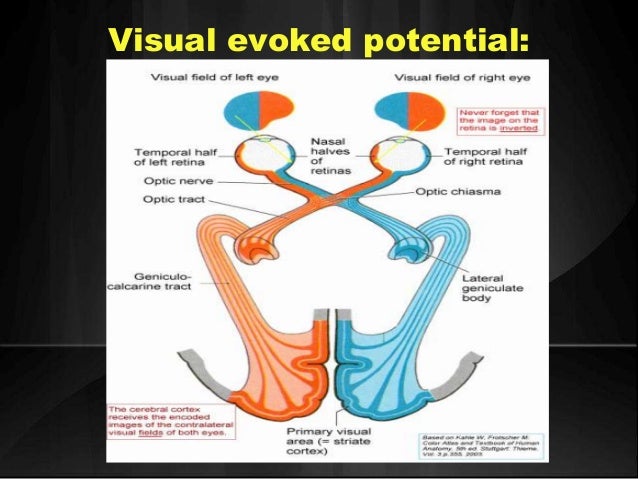 EEG & Evoked potentials