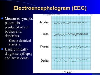 Eeg normal inglish | PPT