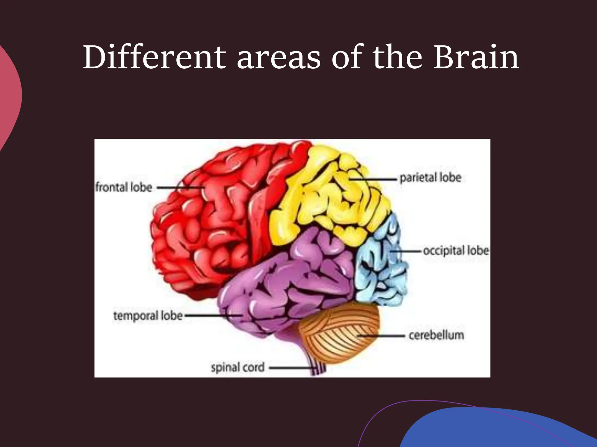 EEG signal processing and application to Neurofeedback : Operant ...