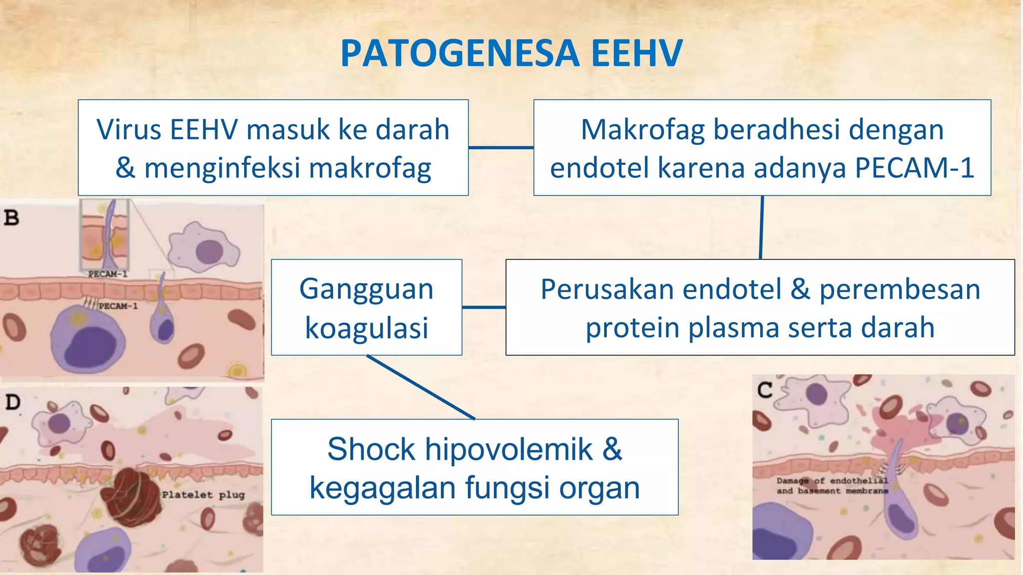 EEHV dan Transfusi Plasma Gajah.pptx