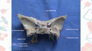 ANATOMIA_HUMANA_del hueso esfenoides.pptx