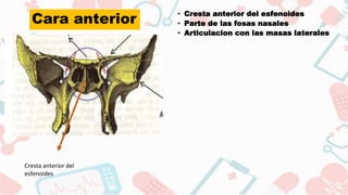 ANATOMIA_HUMANA_del hueso esfenoides.pptx