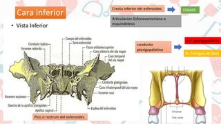 ANATOMIA_HUMANA_del hueso esfenoides.pptx