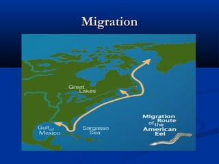 Eel migration | PPT