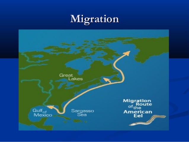 Eel migration