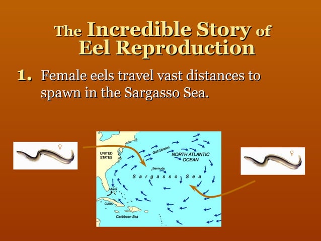 The Truth About Eels | PPT