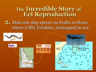 The Truth About Eels | PPT